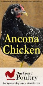 Ancona Chicken - Breed Profile - Backyard Poultry